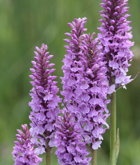 Orchid Count 2024 – Fulbourn Forum